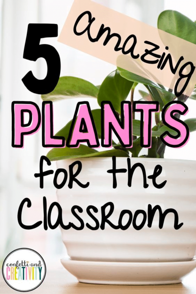 5 Amazing Plants for the Classroom | Confetti & Creativity